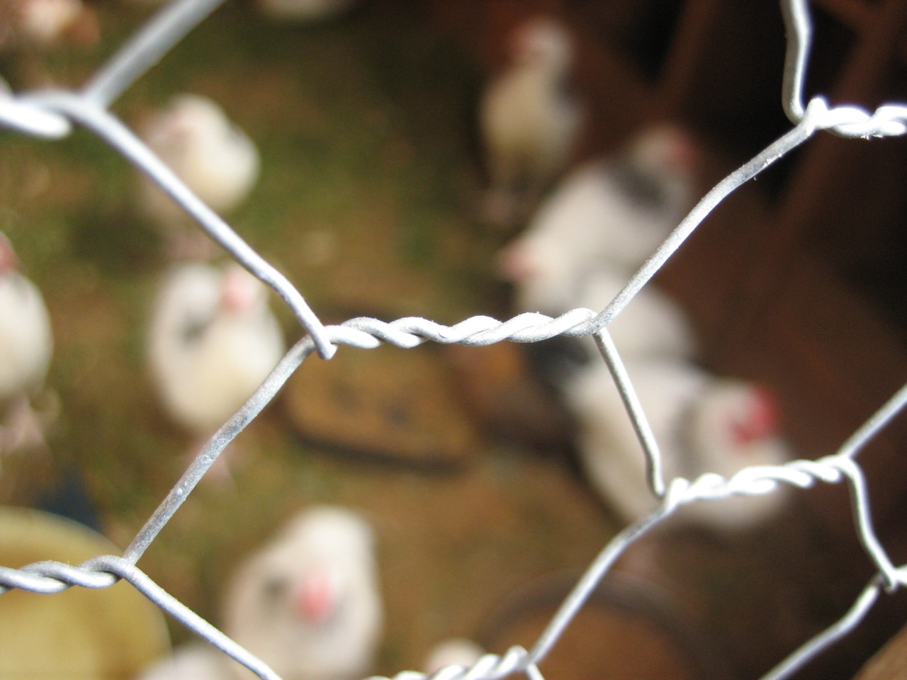 What Do You Understand By The Term Wire Mesh Read On To Learn More Todays Past